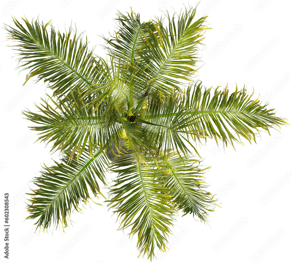 Top view of palm tree Stock Photo | Adobe Stock