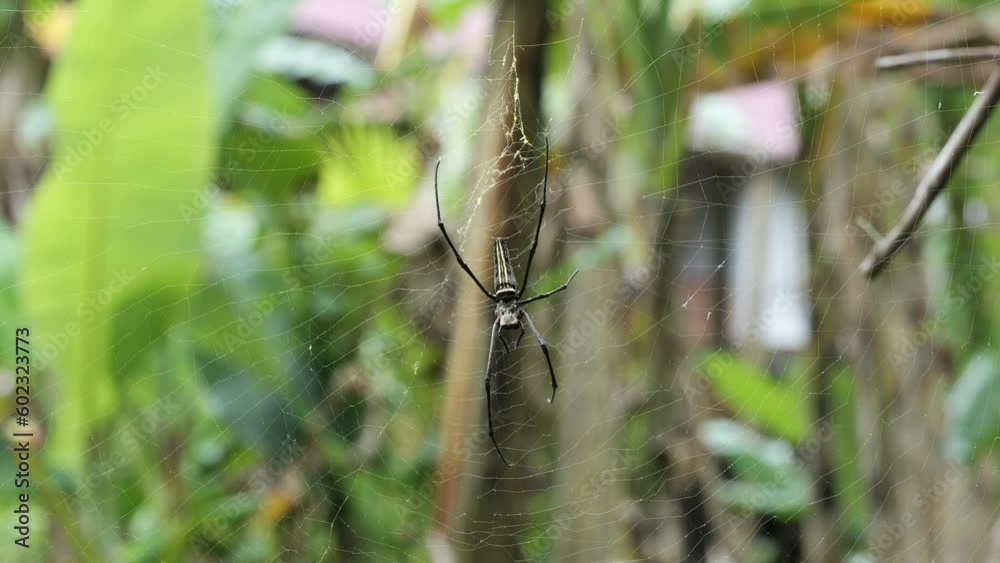 Big spider in her net during a rainy day in Bali, Indonesia. Big black ...