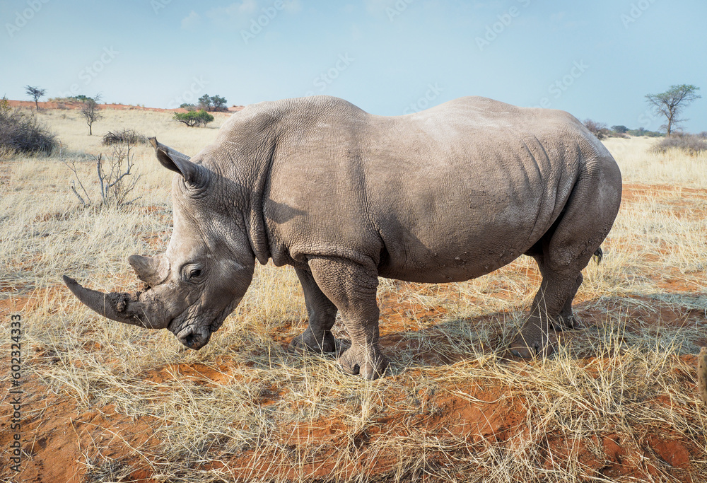 White Rhino portrait, side general view. White rhinoceros prazing in ...