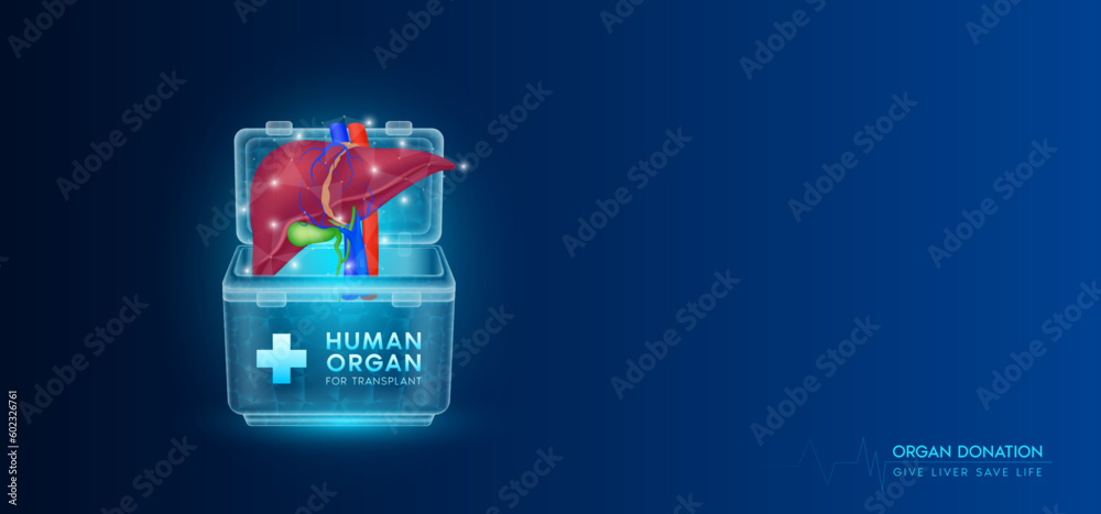 Donor organ. Human liver in cooler box translucent low poly triangles ...