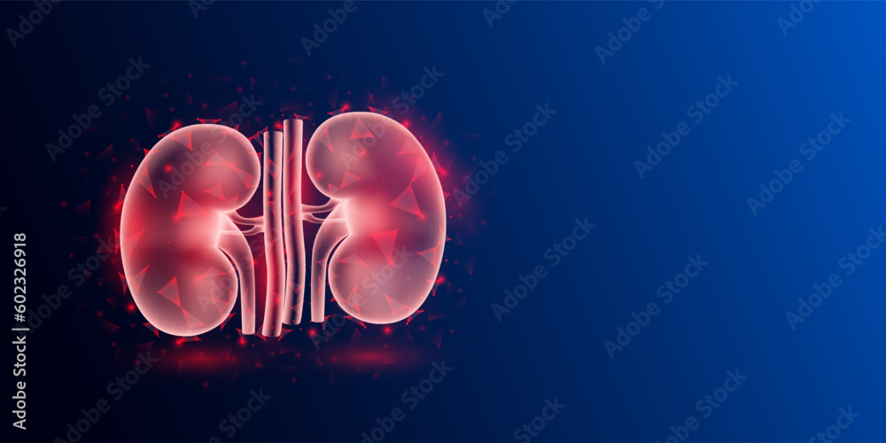Human kidney internal organ red translucent in the form low poly ...
