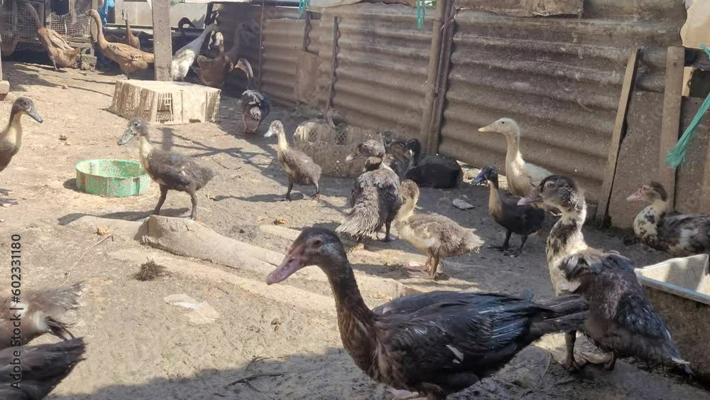 Vidéo Stock laying ducks. Anas domesticus heavy duck also known as ...