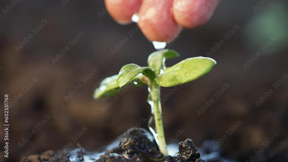 Agriculture. A farmer hand water green sprout. Green seedling in soil ...