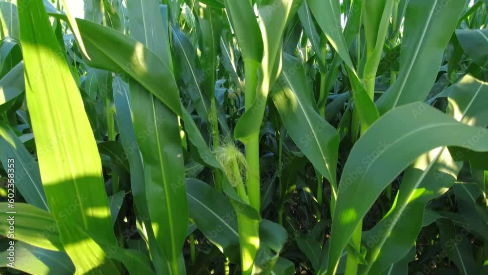 Cinematic pan across fresh young corn field crops at summer evening ...