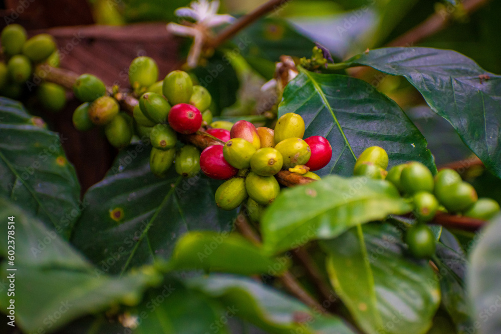 Arte Orgánico: Fotografía Detallada de la Fruta del Café en su ...