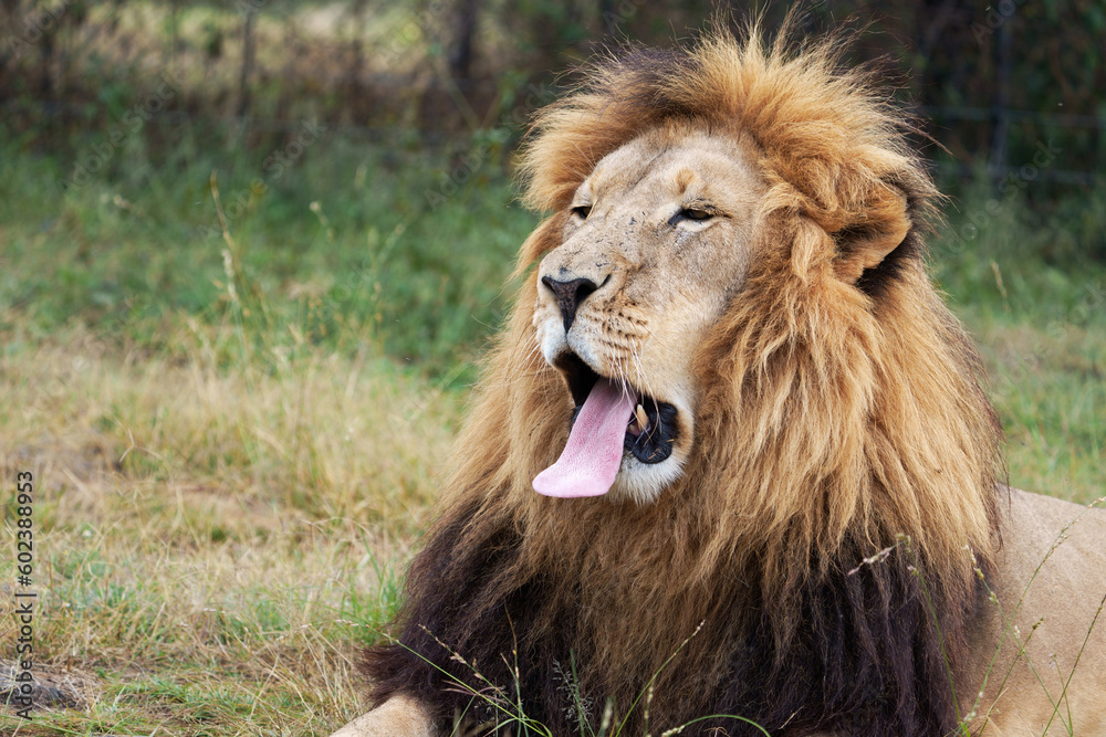 Proud Lion yawning in the midday sun, bearing its massive huge teeth ...