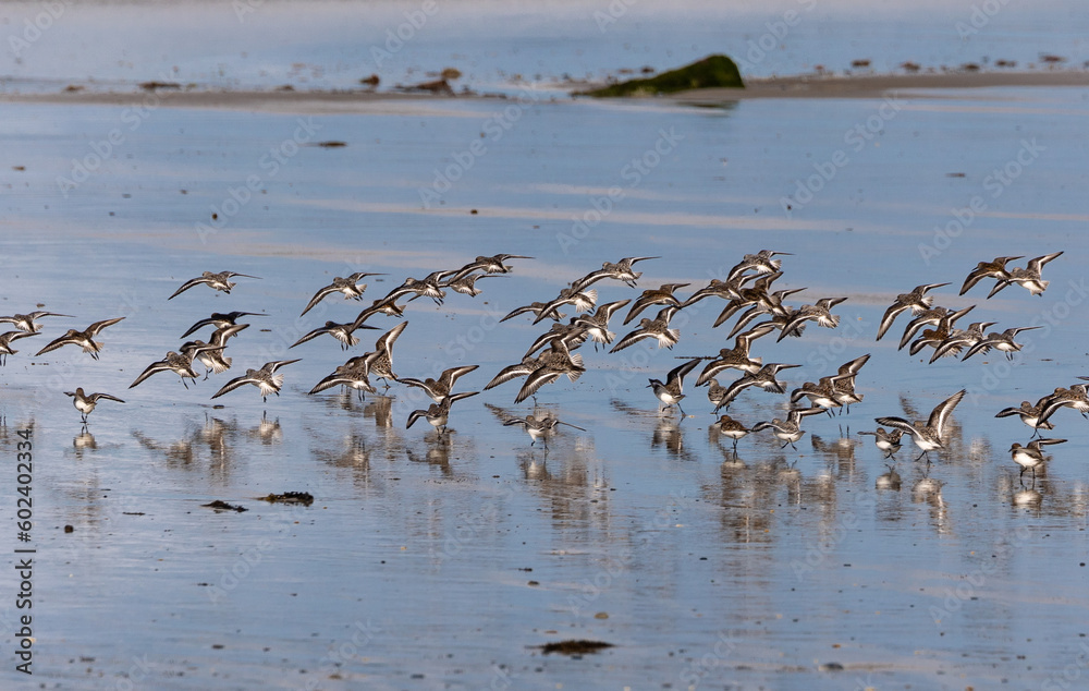 Shallow birds in the prenuptial step on Galician beaches Stock Photo ...