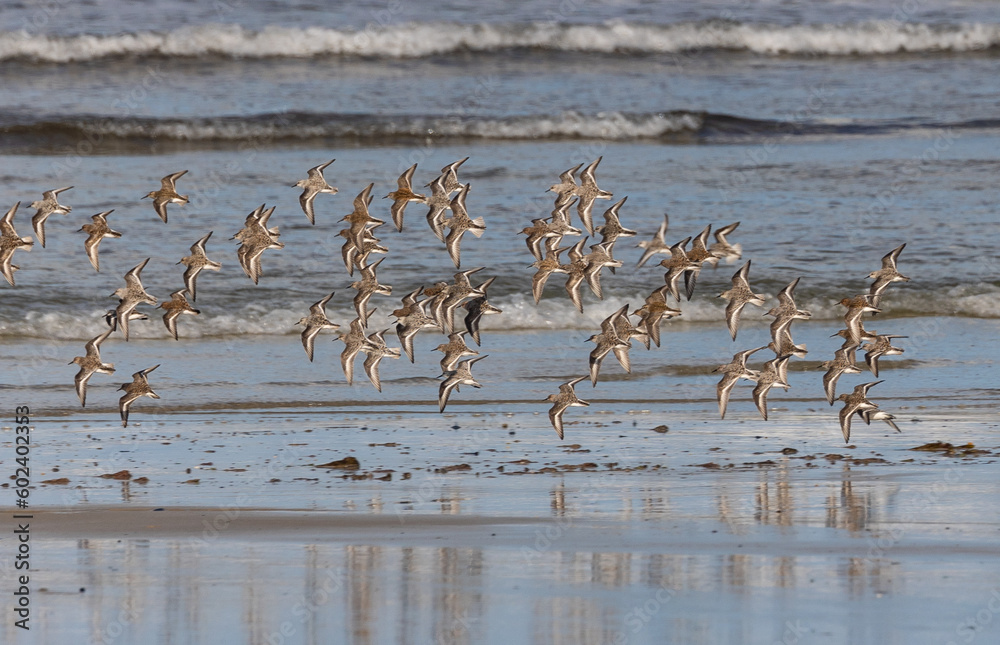 Shallow birds in the prenuptial step on Galician beaches Stock Photo ...