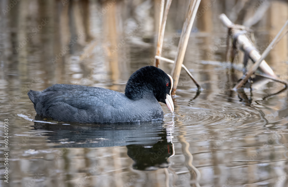 Eurasian coot (Fulica atra), common coot, Australian coot swim and ...