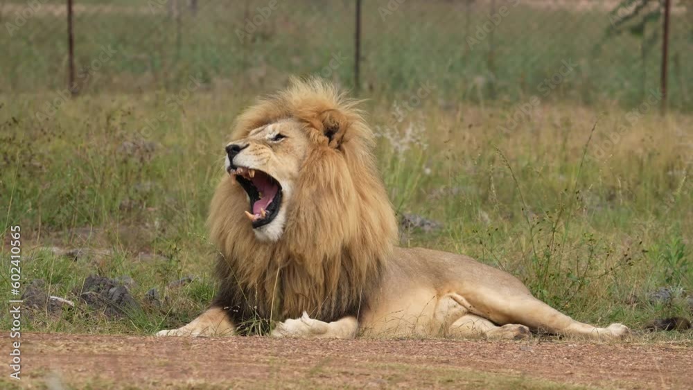 4K slow motion video of prod Lion with a full mane eating the ribs of a ...