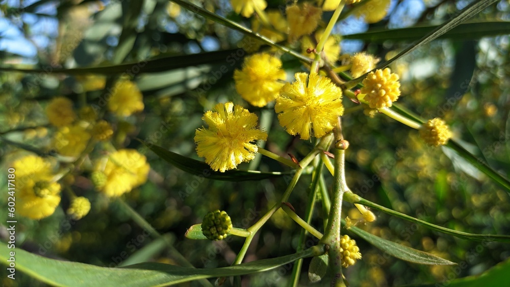 Willow acacia, Acacia saligna, a plant species from the genus Acacia of ...