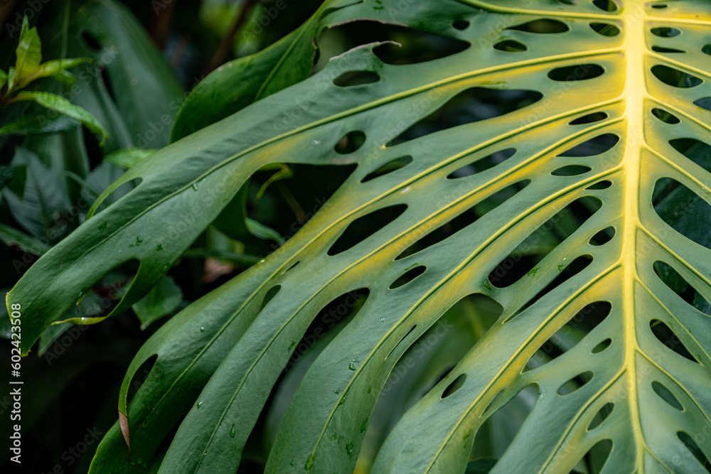 Beautiful tropical leaf, known as Swiss Cheese Plant, offset to the ...