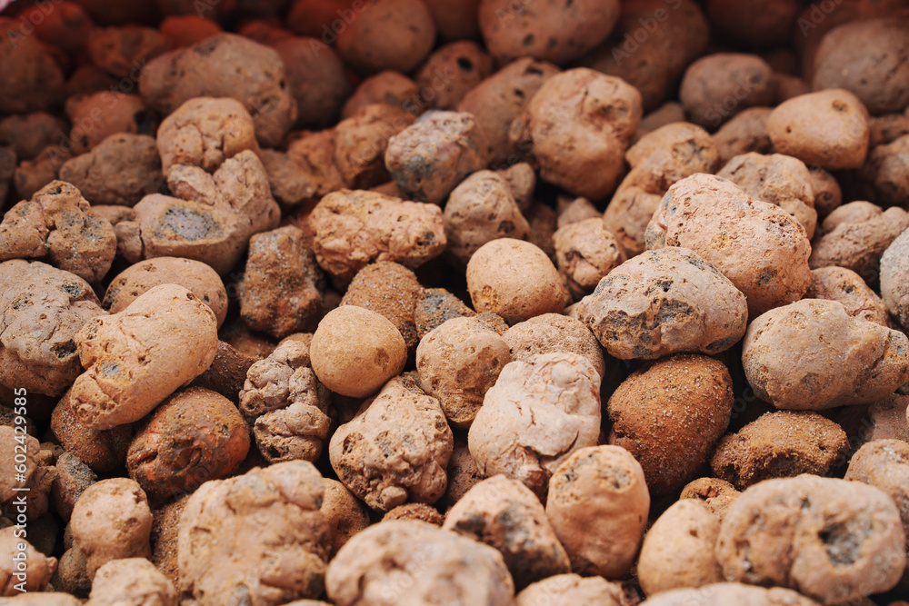 Expanded clay. small lumps of clay used in construction and for growing ...