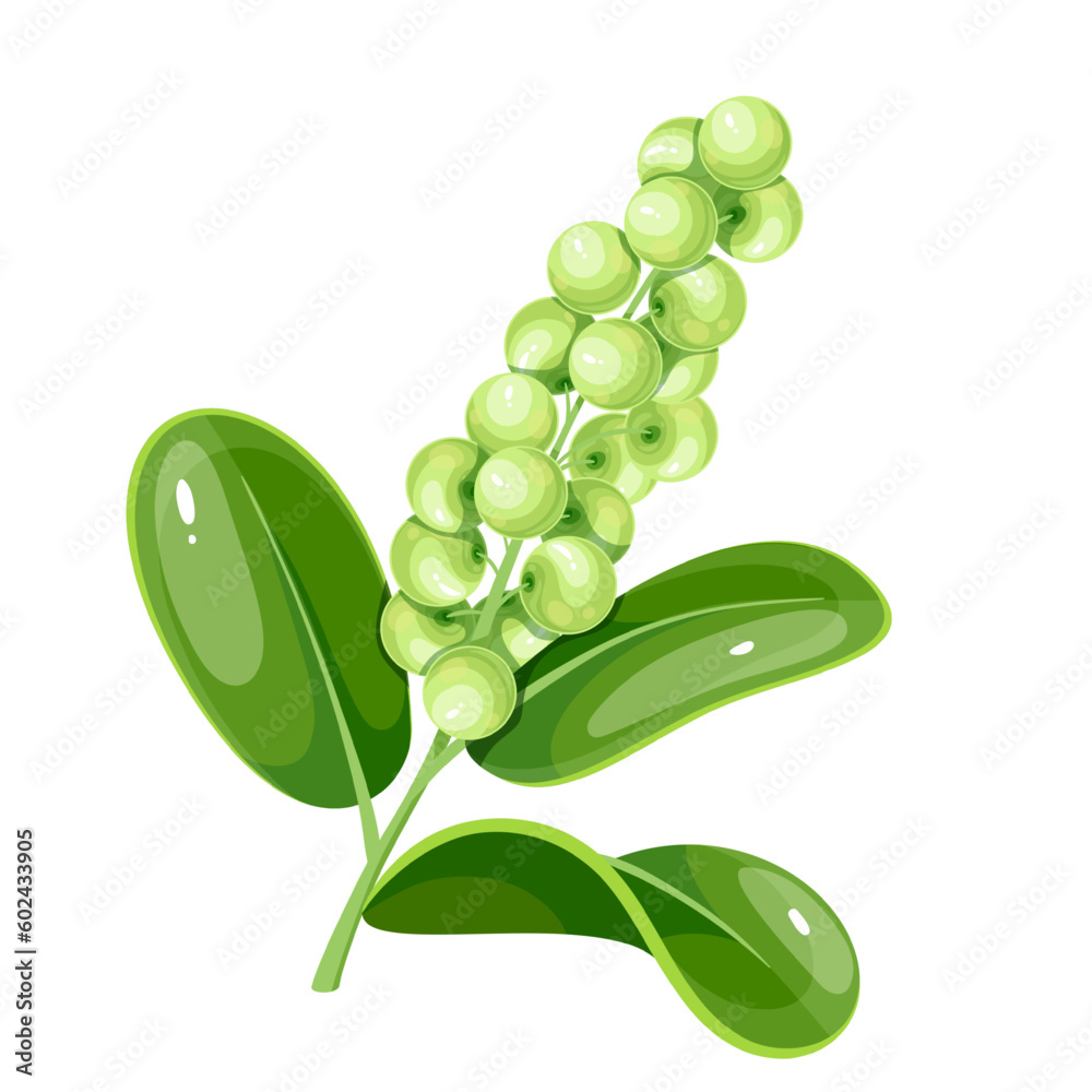 Guggul branch with green leaves and fruit vector illustration. Cartoon ...