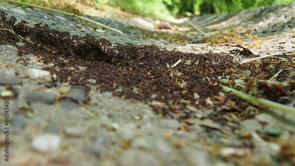 Ants Formicidae, family of insects from the superfamily ant, order ...