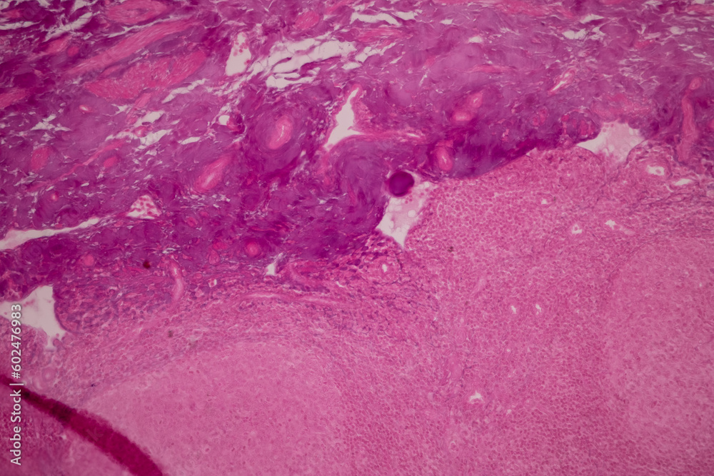 Histological Pancreas human, Liver human, Vermiform appendix human and ...