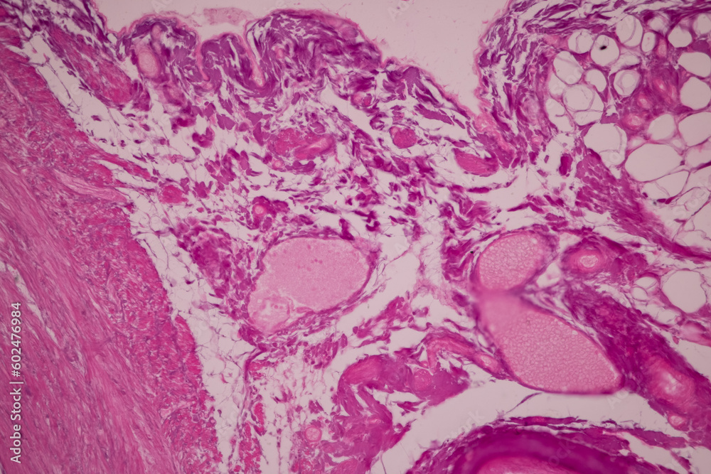 Histological Pancreas human, Liver human, Vermiform appendix human and ...