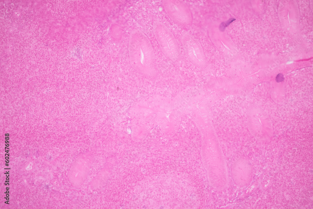 Histological Pancreas human, Liver human, Vermiform appendix human and ...