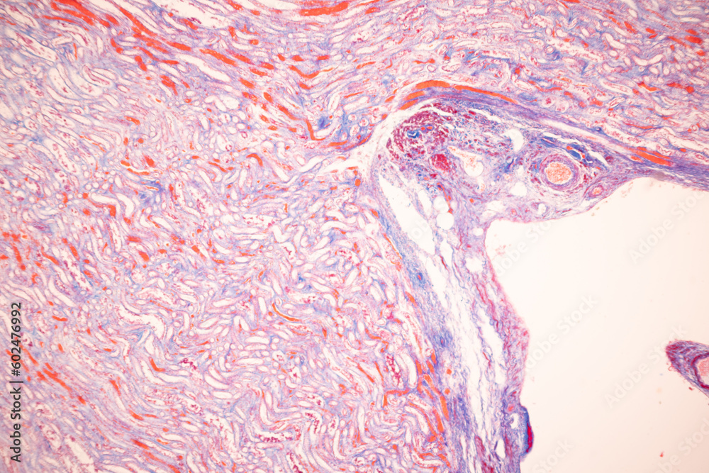 Histological Pancreas human, Liver human, Vermiform appendix human and ...