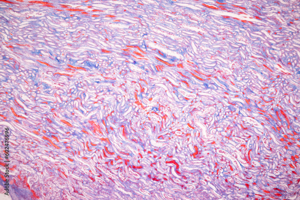 Histological Pancreas human, Liver human, Vermiform appendix human and ...