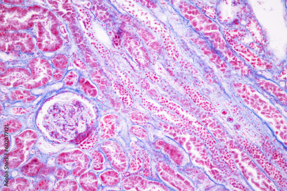 Histological Pancreas human, Liver human, Vermiform appendix human and ...