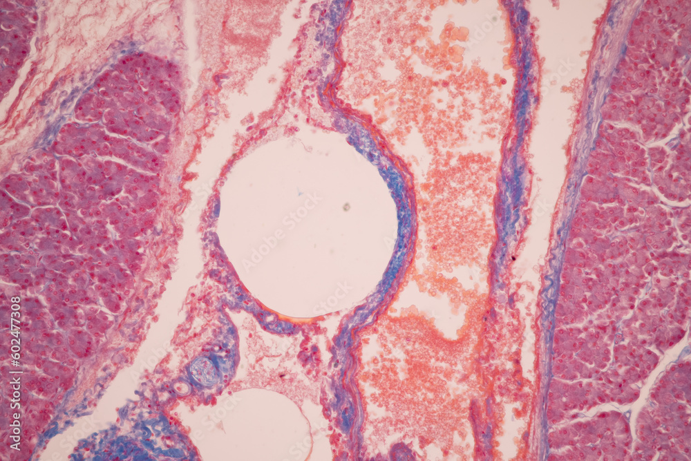 Histological Pancreas human, Liver human, Vermiform appendix human and ...