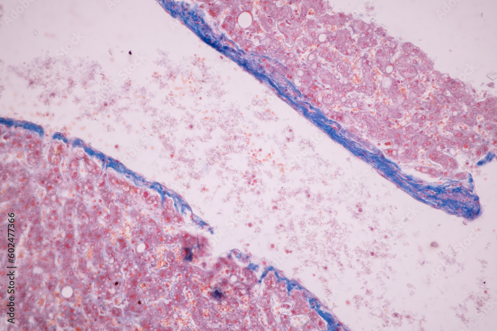 Histological Pancreas human, Liver human, Vermiform appendix human and ...
