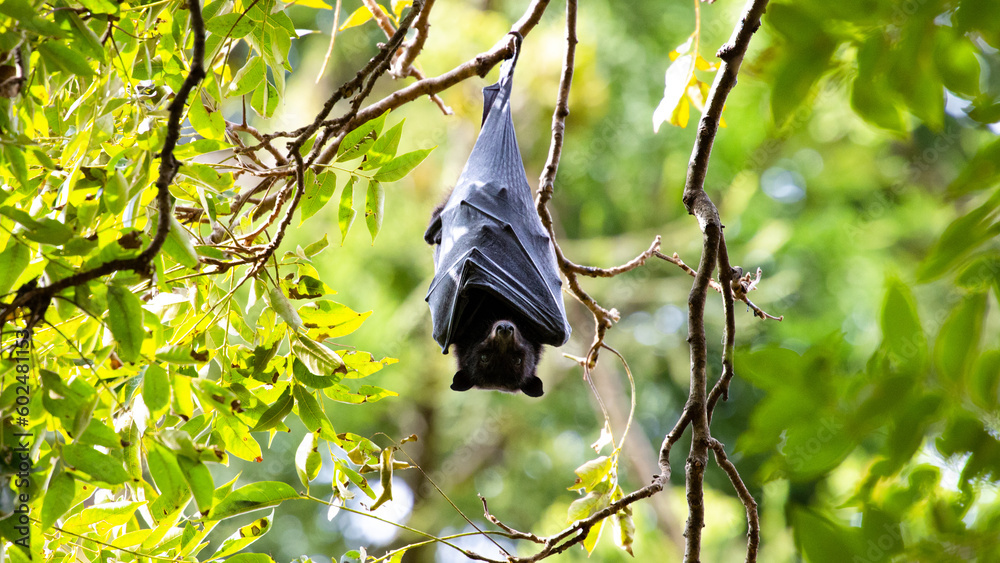 beautiful flying fox bat rests while hanging from a tree branch spotted ...