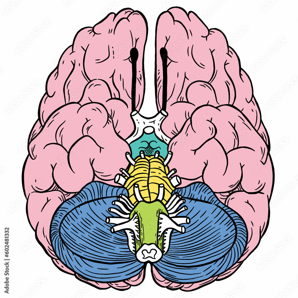 frontal lobe, brain, memory, nerves, nervous system, body, organs Stock ...
