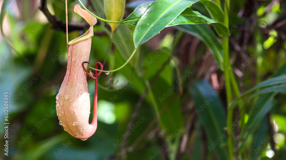 Nepenthes are insectivorous plants. Nepenthes plant in the Gardens ...