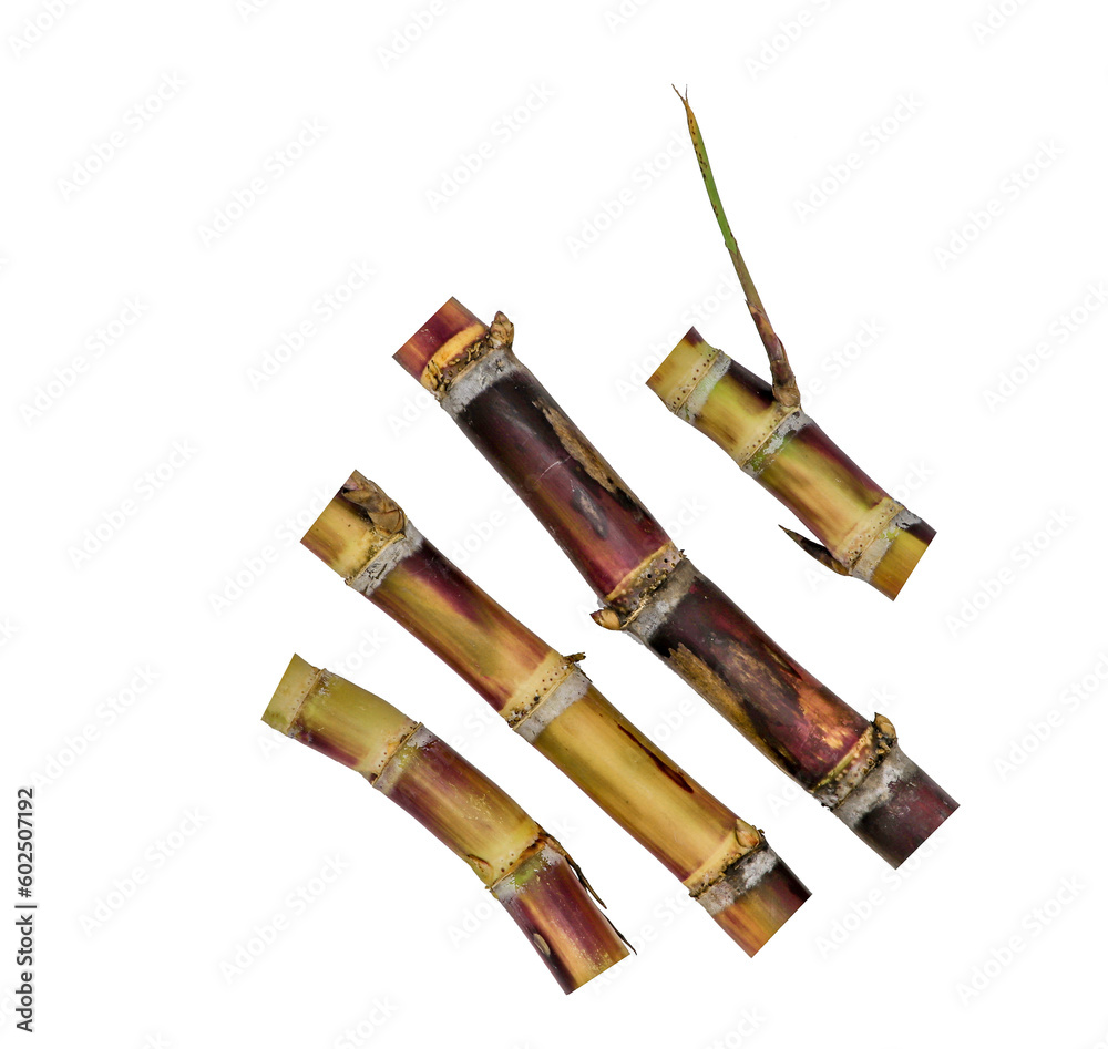 Sugarcane stem isolated on transparent background Stock Photo | Adobe Stock