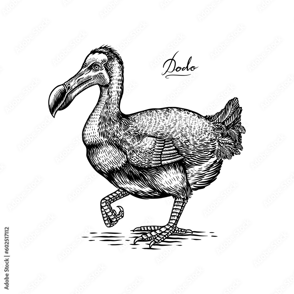 Dodo. Extinct flightless bird. Pigeons or doves. Engraved Hand drawn ...
