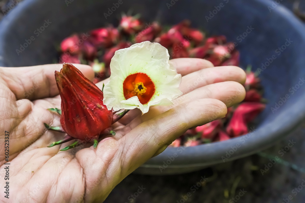 Hand holding fresh red Roselle fruit and flower (Jamaica sorrel ...