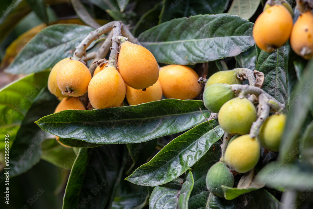 New world tree branch, Maltese plum (Eriobotrya japonica) fresh fruits ...