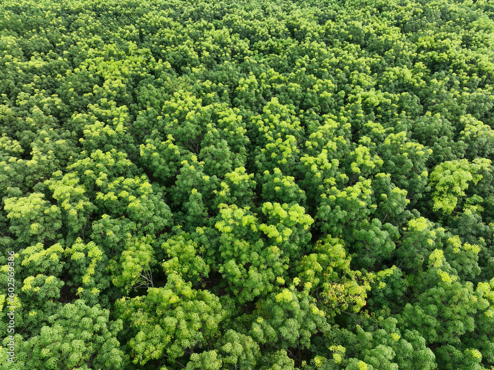 Aerial top view of green forest. Drone view of dense green trees in the ...