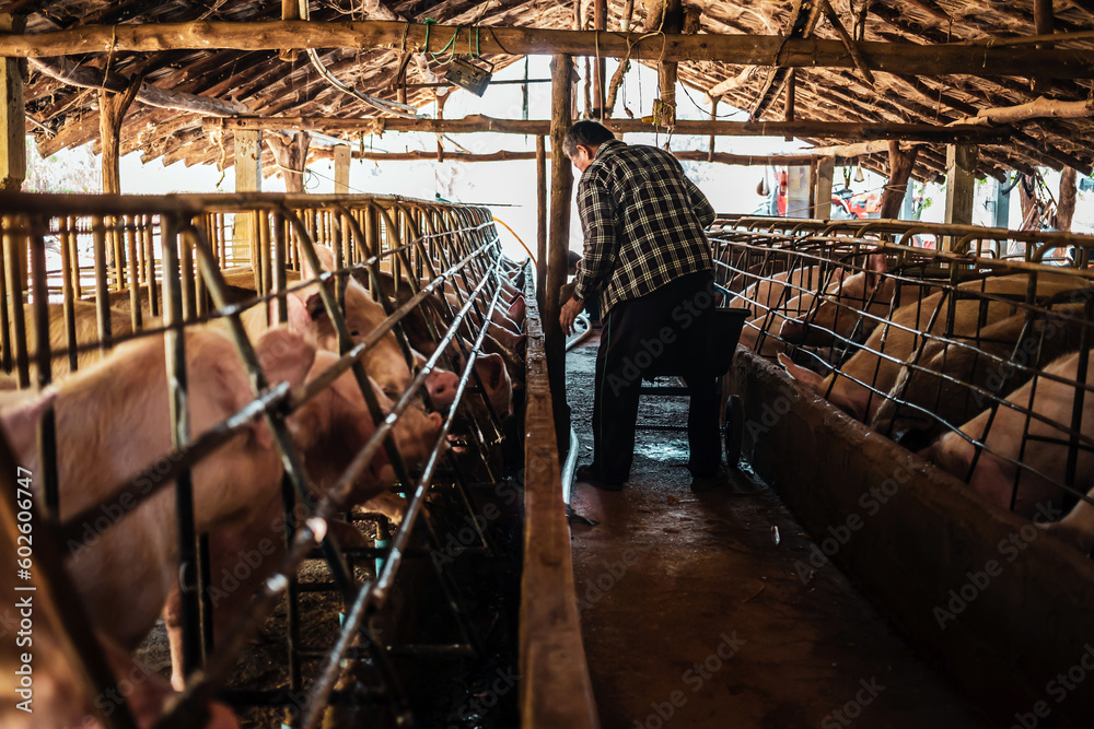 Foto Stock Pig farming. The farmer is feeding the pigs or cleans the ...