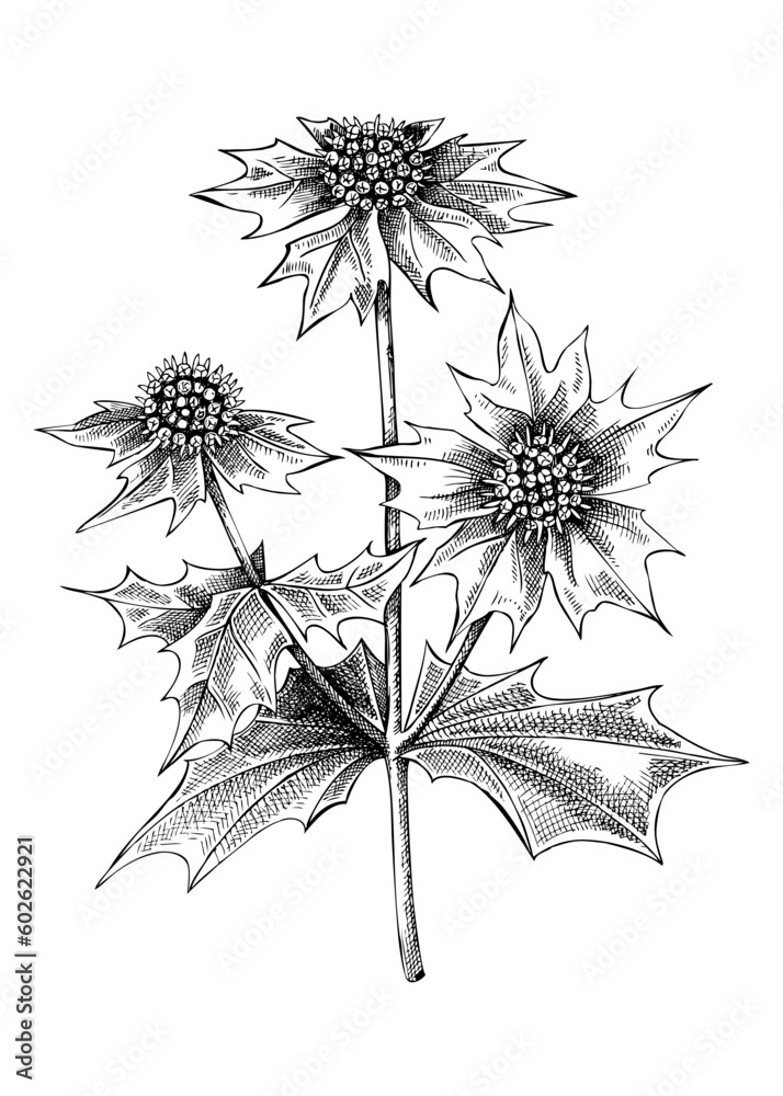 Eryngium botanical illustration. Decorative thistle plant in sketch ...