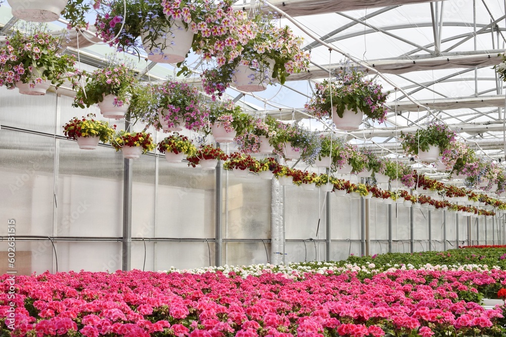 Large glass greenhouse with flowers. Growing and selling flowers in a ...
