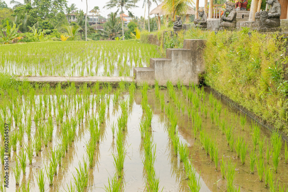 Rice terraces, Campuhan ridge walk, Bali, Indonesia, track on the hill ...