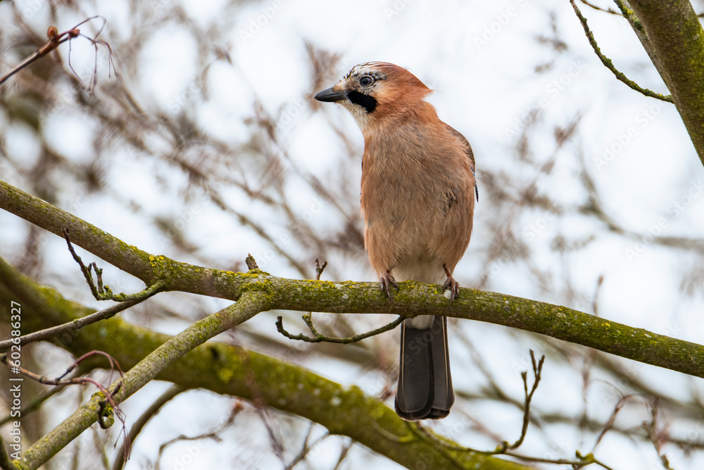 Portret sójki zwyczajnej siedzącej na gałęzi. Sójka żołędziówka jako ...