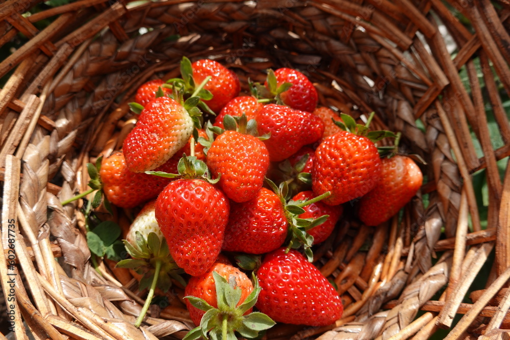 cosecha de fresas. Cultivo de las fresas en el huerto ecológico Stock ...