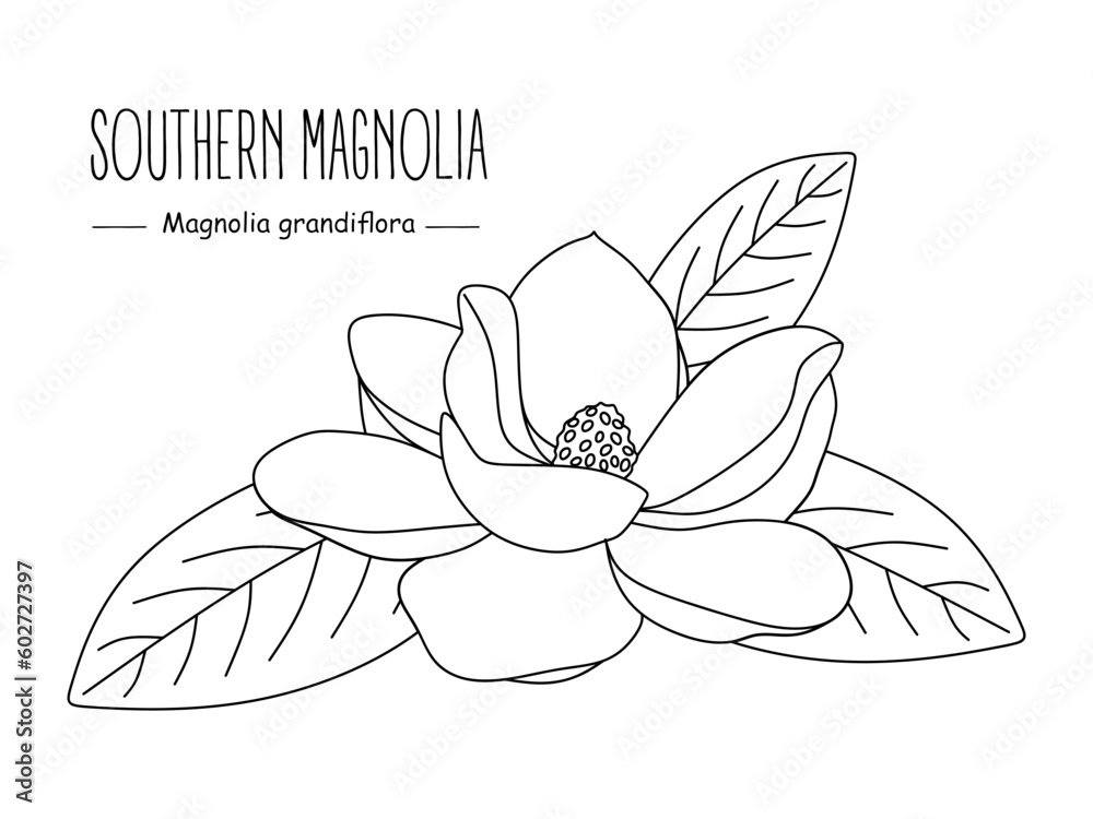 Southern magnolia outline vector. Hand drawn Magnolia grandiflora ...