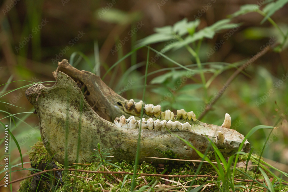 The jaw bones of a wild boar on a stump in the forest. Stock Photo ...