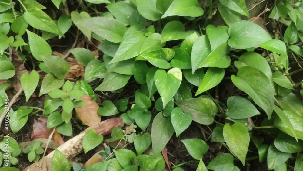 Epipremnum aureum leaves. Also known as Golden pothos, MoneyMarble ...