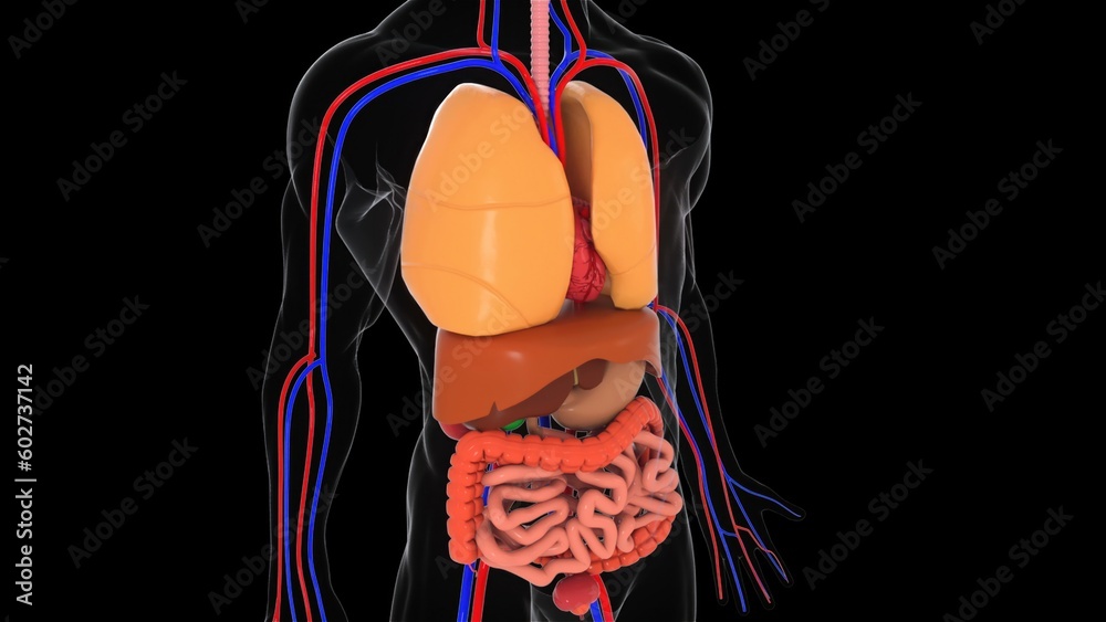 Anatomy human body model, 3d rendering background, part of human body ...
