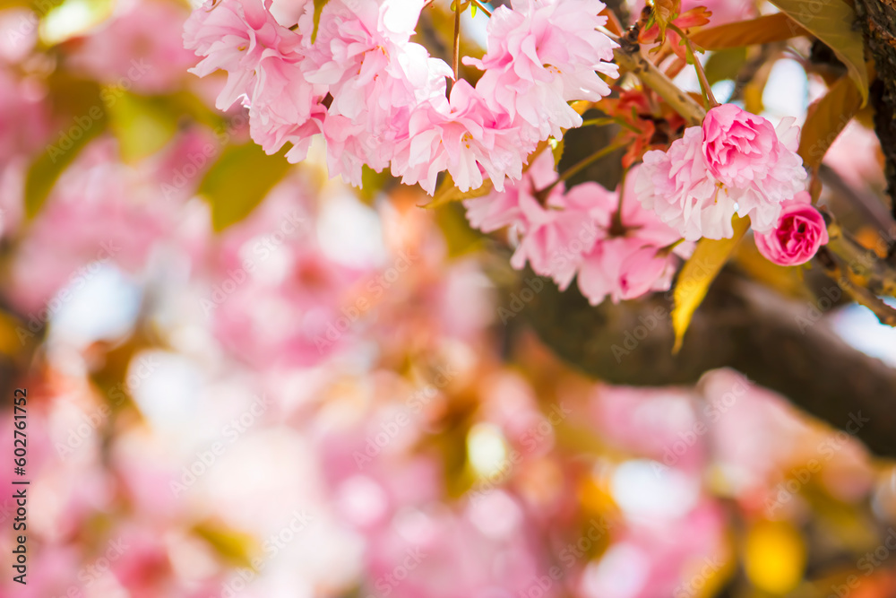 Beautiful, Spring Pink, Blooms on Tree – Nursery, Arborist, Boutique ...