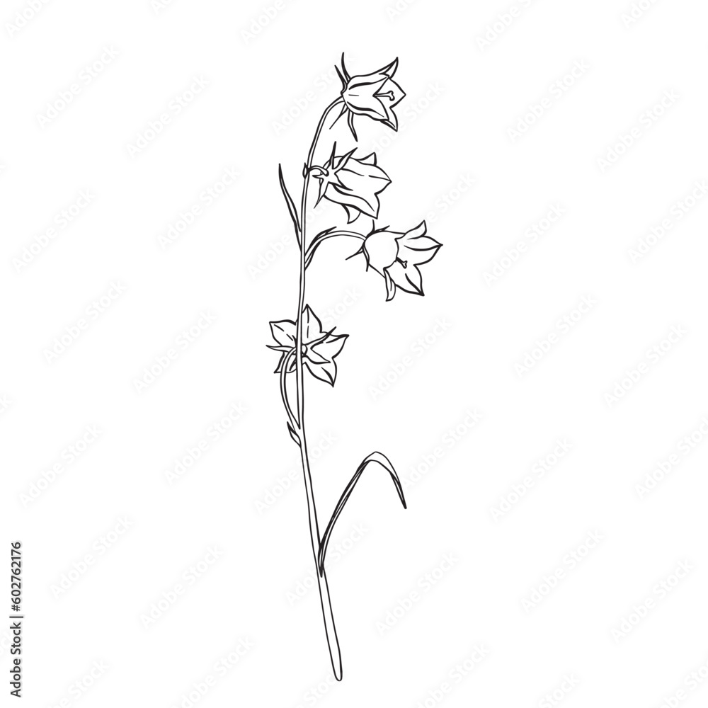 Bluebell flowers. Sketch. Hand drawn outline vector illustration ...