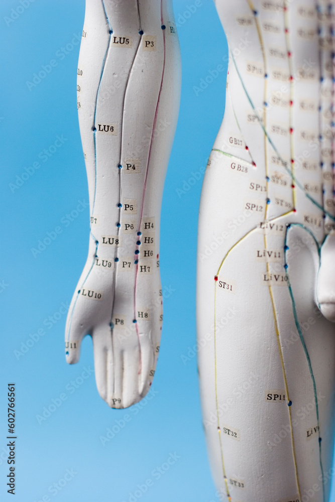 focus on the hand channels (meridians) of an acupuncture figure. Stock ...