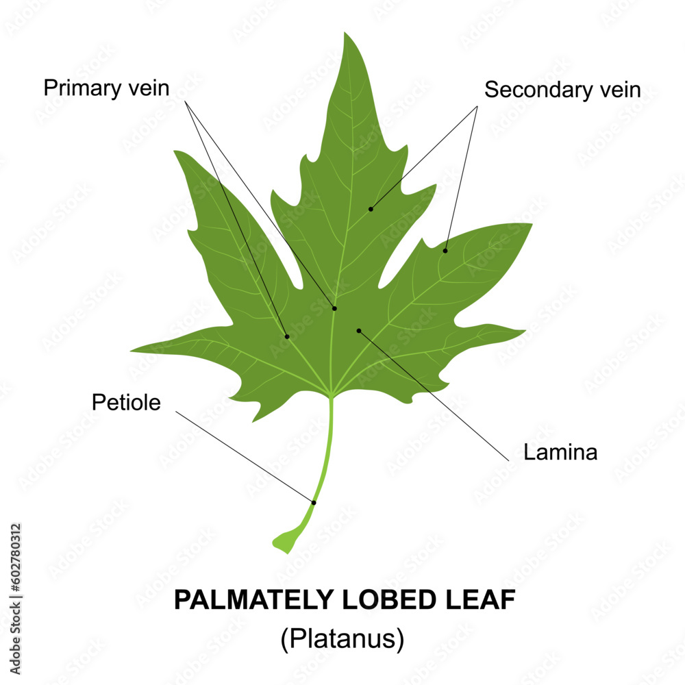 Simple leaf, diagram. Simple leaf example. Palmately lobed leaf ...