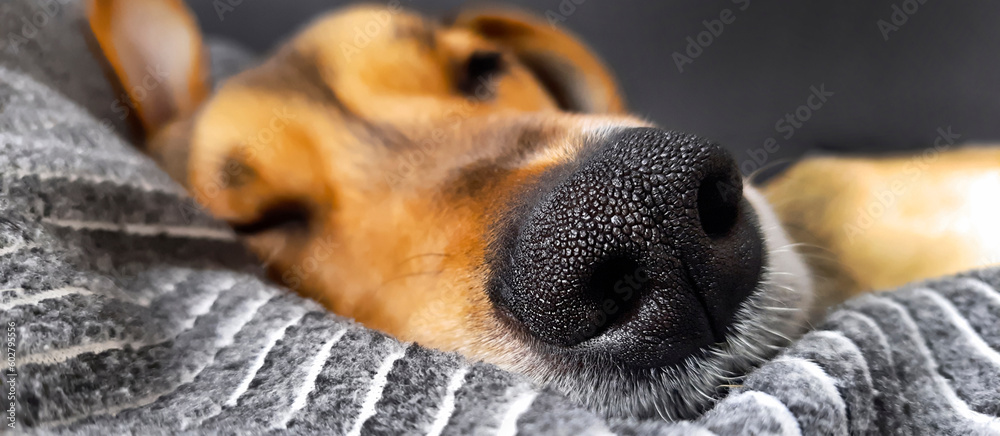 Sleeping dog banner. Defocused background. Funny dozing doggy muzzle ...